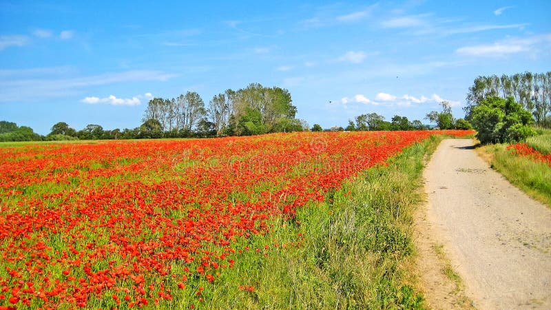 Poppy field stock photo. Image of meadow, floral, flower - 69618774