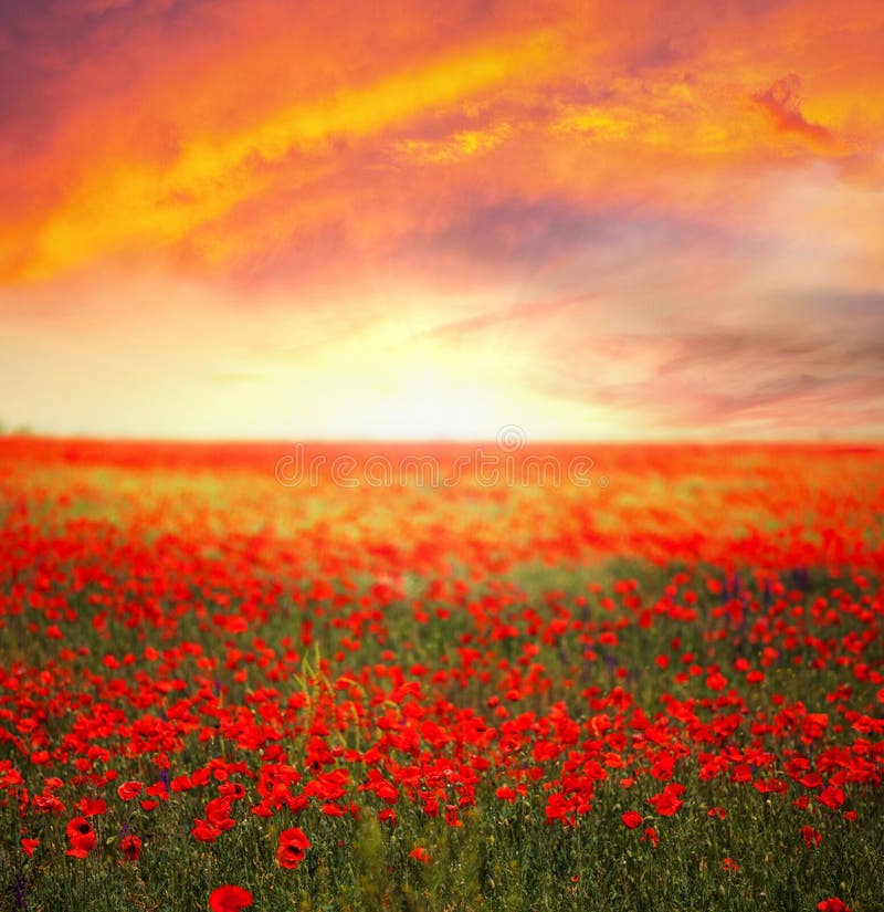 Poppy field stock image. Image of countryside, color - 54183657