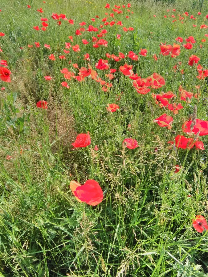 Poppy field stock photo. Image of grass, field, poppy - 117520346