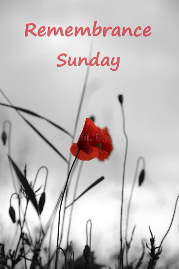 Poppy in a Field, with Selective Colour, with Remembrance Sunday. Stock ...