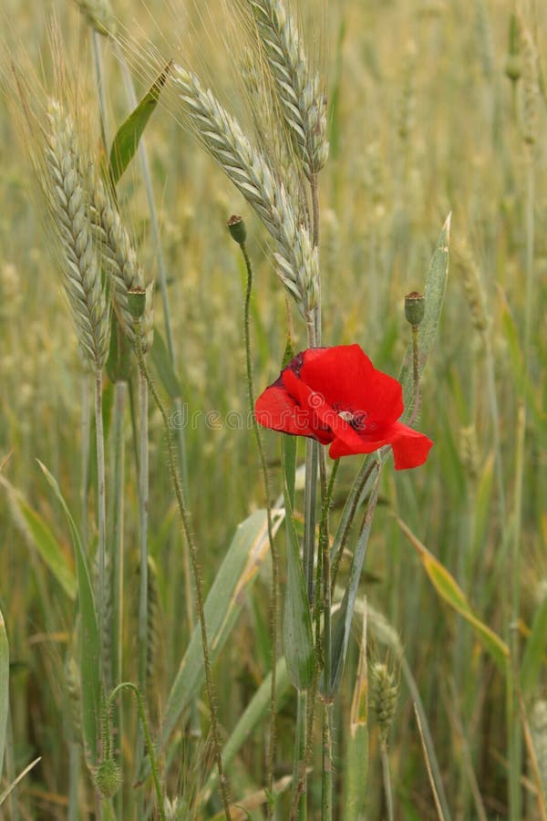 Poppy in a field stock image. Image of green, poppy, single - 37215531