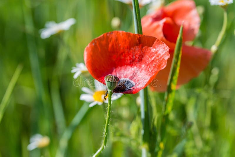 Poppy on a field in spring stock photo. Image of grass - 122090772