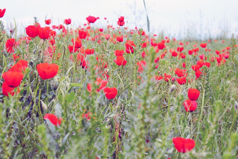 Poppy field stock photo. Image of beauty, color, blossom - 71183290