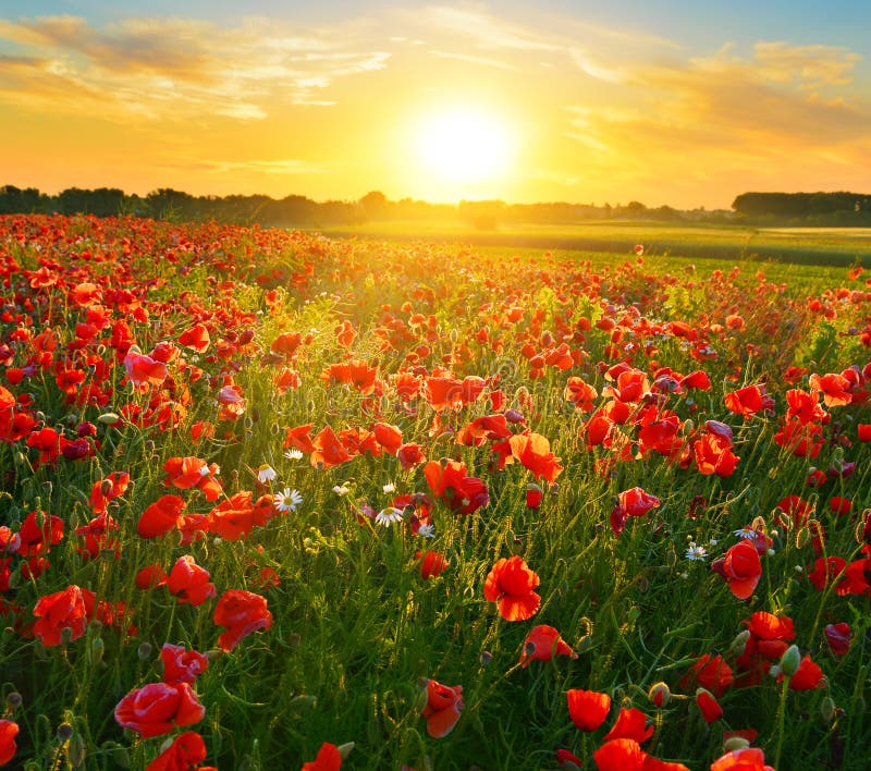 Landscape With Nice Sunset Over Poppy Field - Panorama Stock Image ...