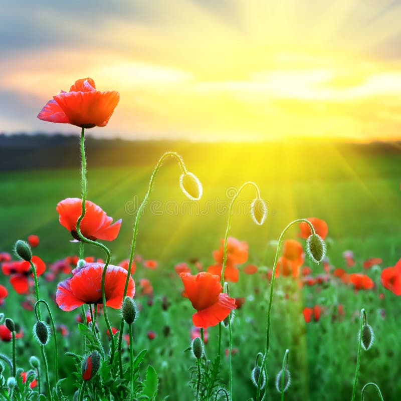 Poppy field on sunset stock image. Image of park, rural - 32369757