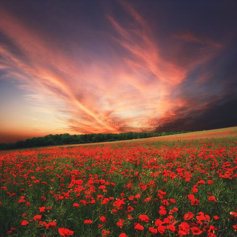 Poppy Field at Sunset Time, Hungary Stock Photo - Image of flowers ...