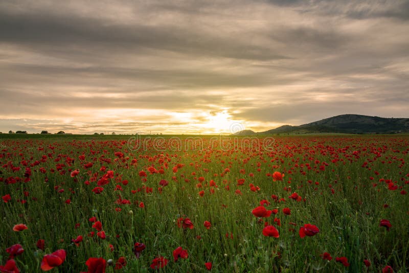 Poppy field at sunset stock photo. Image of green, blossom - 94638486