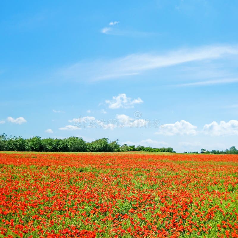 Poppy field stock image. Image of grass, field, garden - 31185869