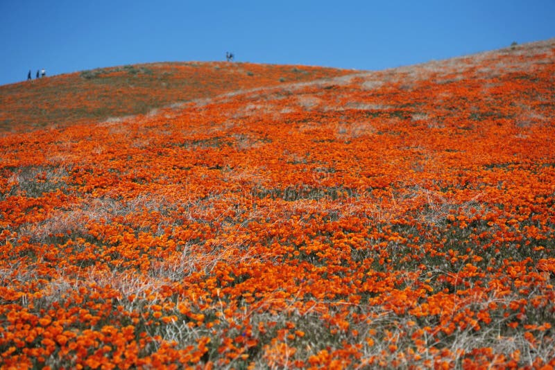 Poppy Fields 04 stock image. Image of poppy, wildflower - 5790147