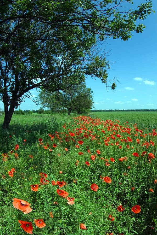Poppy fields stock photo. Image of green, stems, field - 15874710