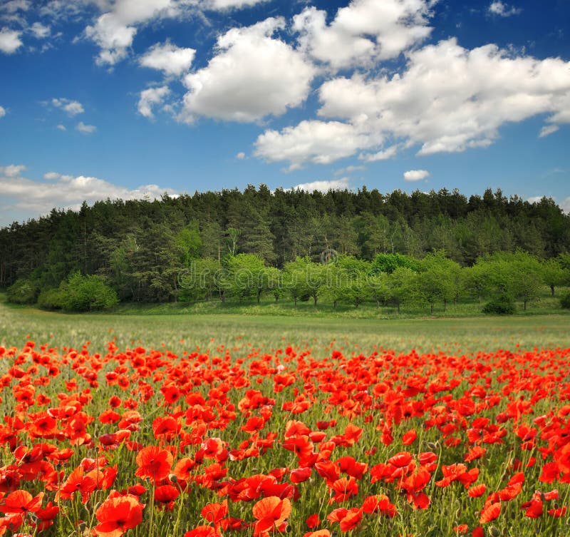Poppy fields stock image. Image of flower, bloom, gardening - 25094529