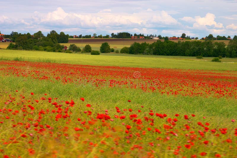 Poppy Fields stock photo. Image of flowers, europe, field - 28681994