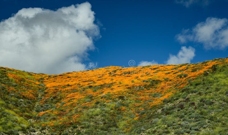 Poppy Fields Along Mountain Range Stock Photo - Image of wildflowers ...