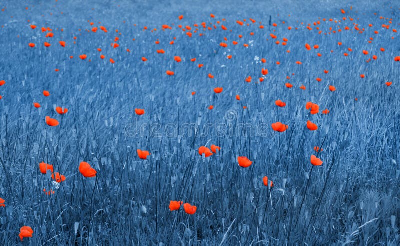 Poppy field stock photo. Image of floral, isolated, color - 30100990