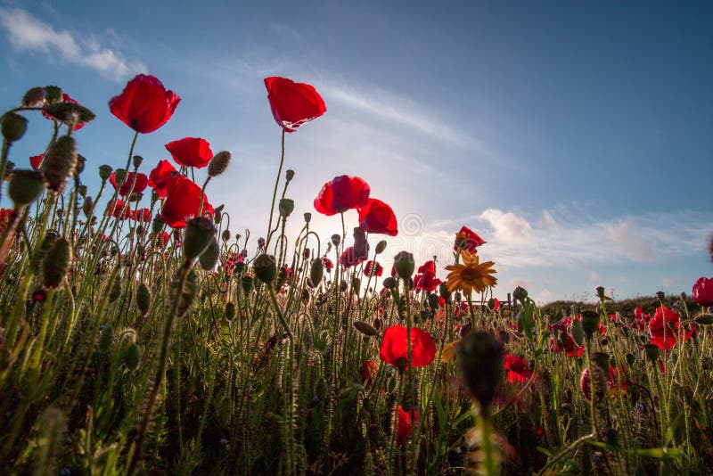 Poppy Fields in Cornwall UK with Sunlight and Sunrays Stock Photo ...