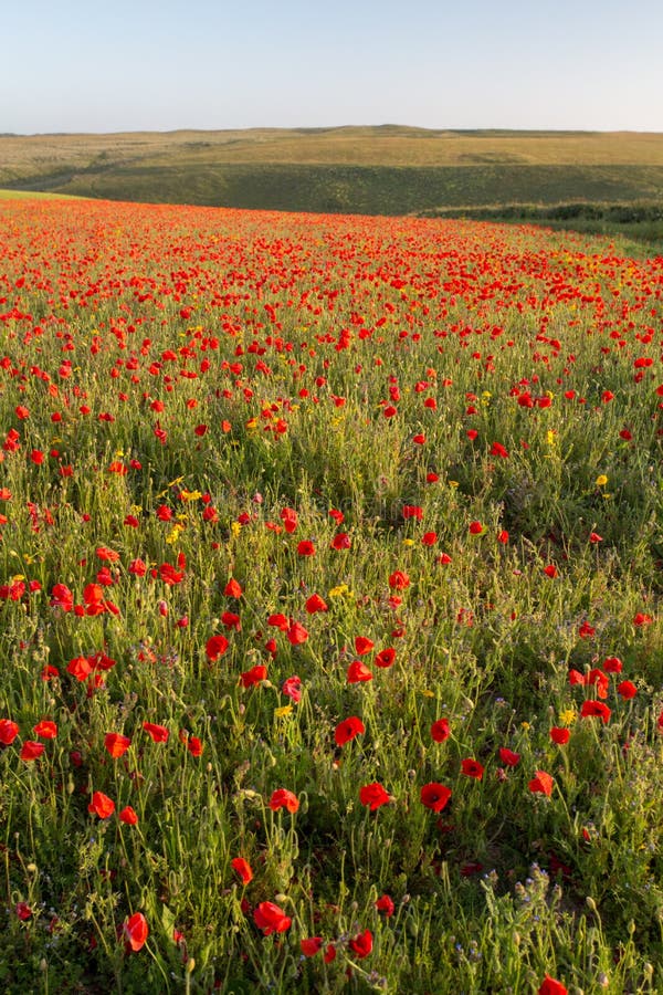 Poppy Fields in Cornwall UK with Sunlight and Sunrays Stock Photo ...
