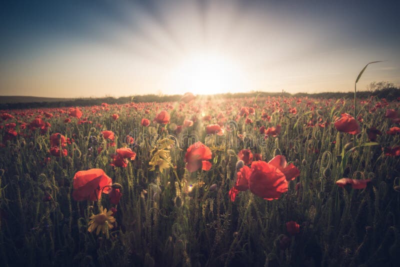 Poppy Fields in Cornwall UK with Sunlight and Sunrays Stock Image ...
