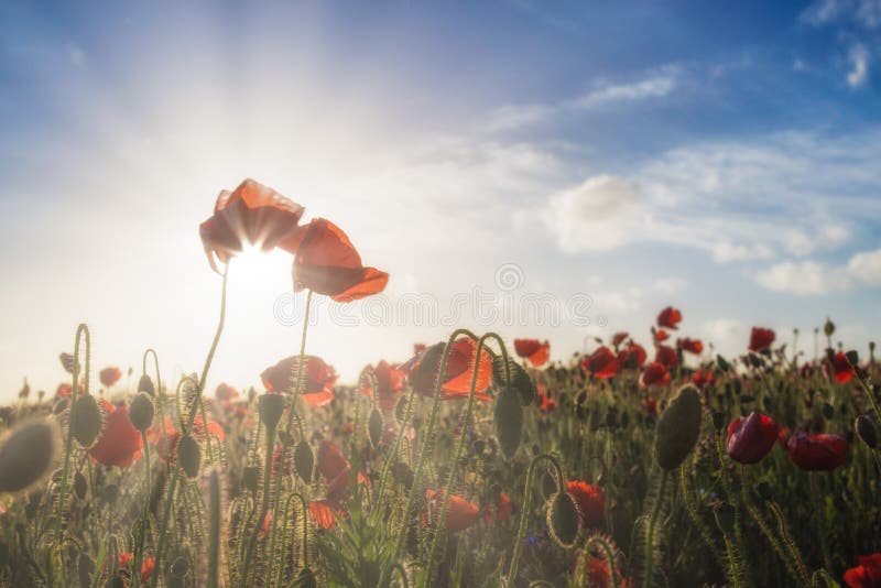 Poppy Fields in Cornwall UK with Sunlight and Sunrays Stock Image ...