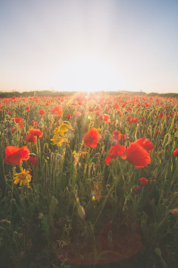 Poppy Fields in Cornwall UK with Sunlight and Sunrays Stock Photo ...