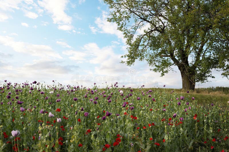 Poppy fields and lone tree stock image. Image of lush - 321542829