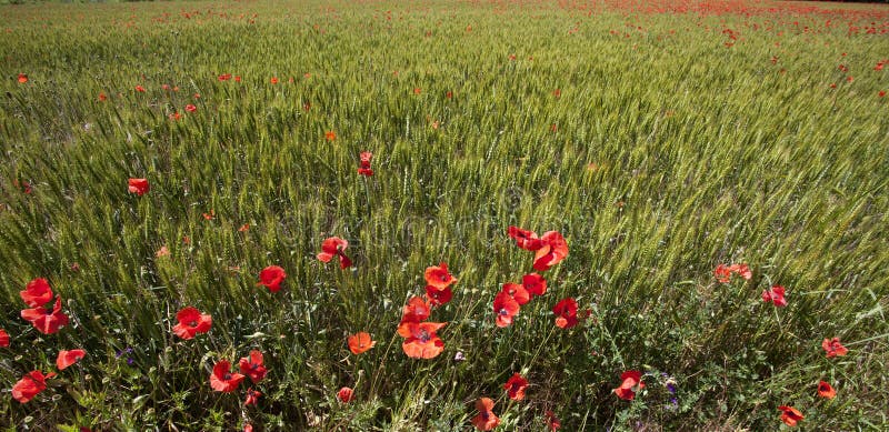 Poppy Fields in Provence France Stock Image - Image of meadow, farming ...