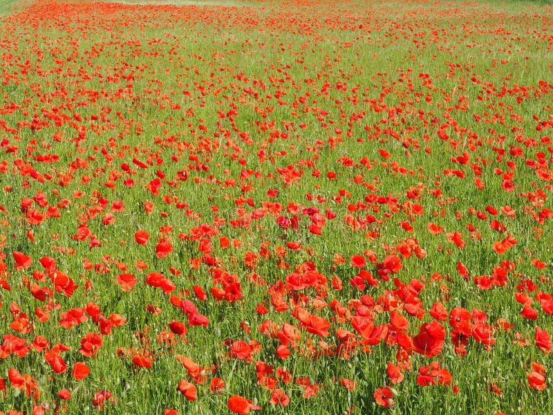 Poppy Fields stock photo. Image of gray, savage, flora - 96391836