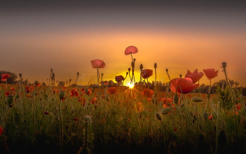 Poppy fields at sunset stock photo. Image of autumn - 331248334