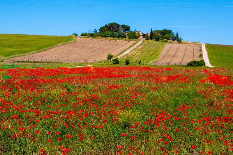 Poppy fields in tuscany stock image. Image of italy - 234416945