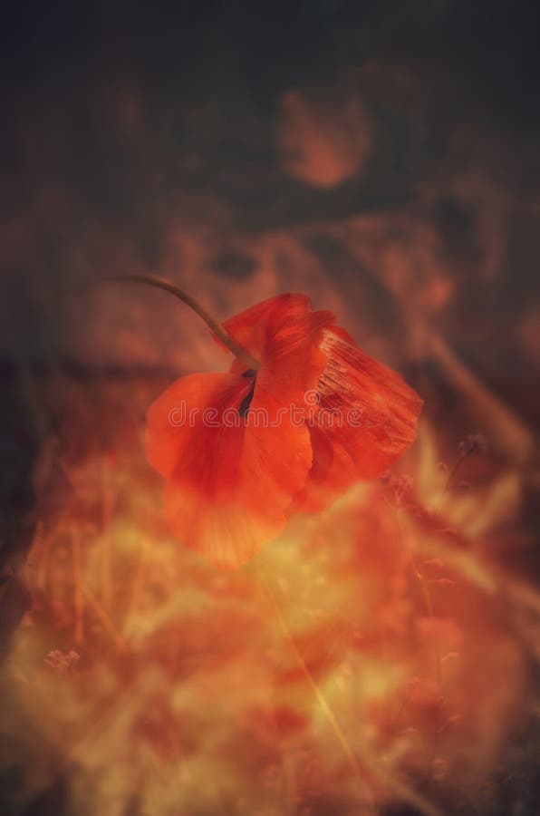 Poppy on fire stock image. Image of memories, fire, november - 78330455