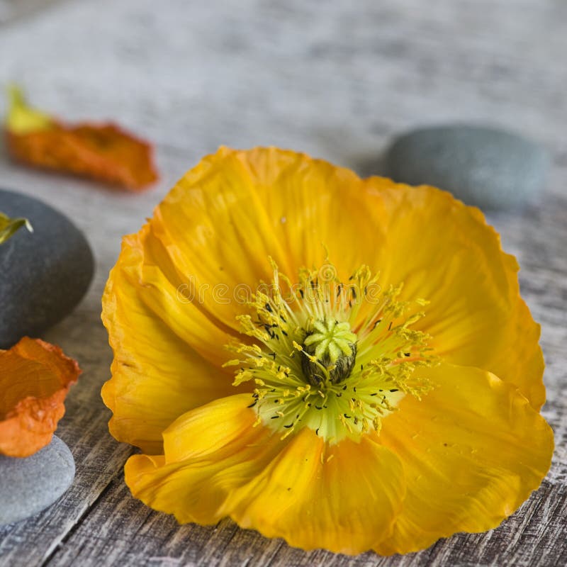 Poppy flower stock image. Image of flower, still, natur - 12070379