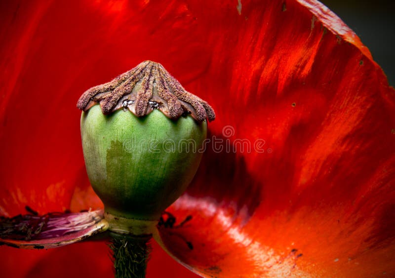 Poppy flower. stock photo. Image of closeup, fresh, color - 20980982