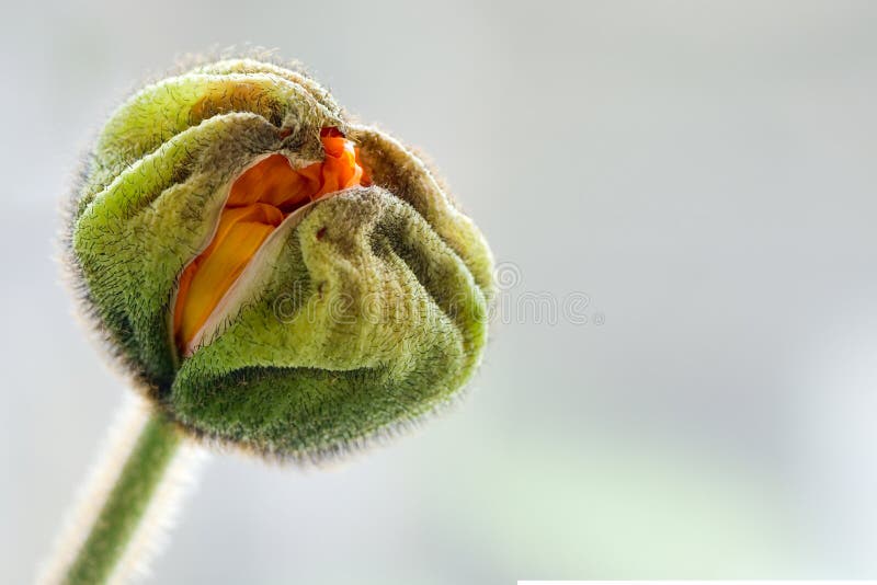 Poppy flower stock photo. Image of nature, floral, blossom - 4580906