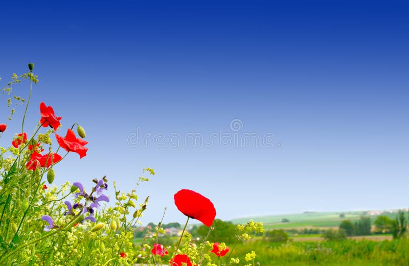 Flowery field stock photo. Image of land, grow, clouds - 9710210