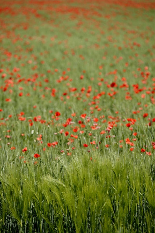 Poppy flower stock image. Image of poppy, grass, plant - 5718537