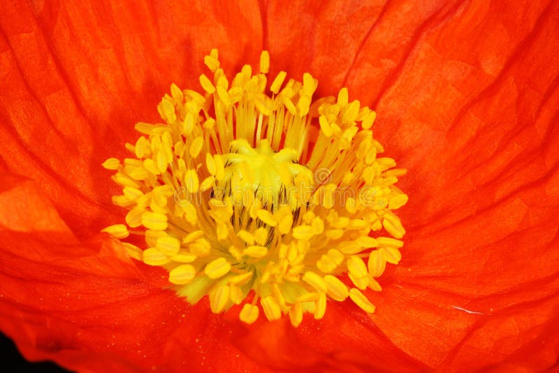 Poppy core stock image. Image of nature, pink, abstract - 5673289