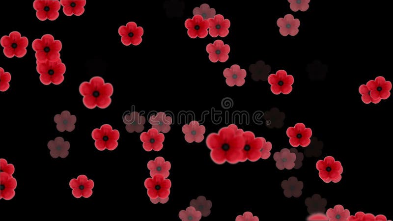 Poppy Flower Animation stock video. Video of color, poppy - 38814219