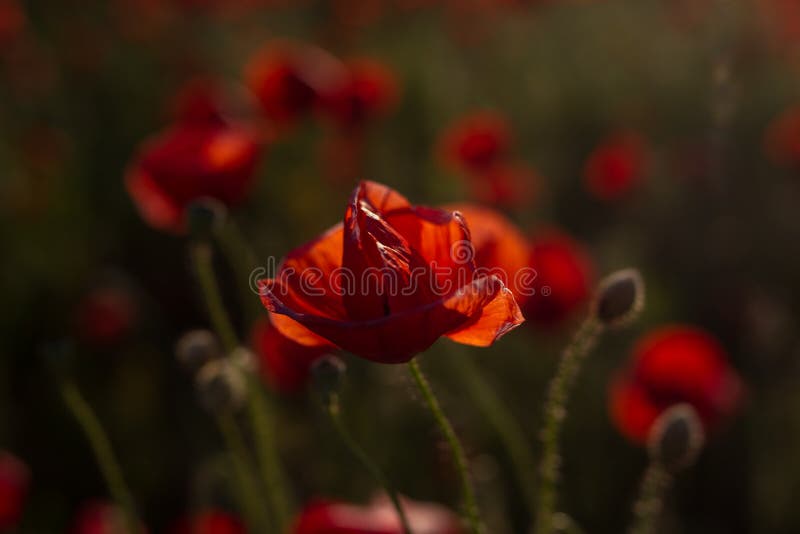 A Poppy Flower - Artistic Shoot Stock Image - Image of plants, shoot ...