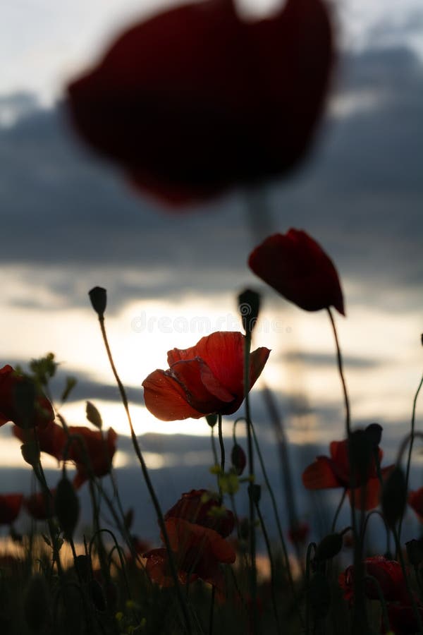 Poppy Flower on a Background of Blue Sky at Sunset Stock Image - Image ...