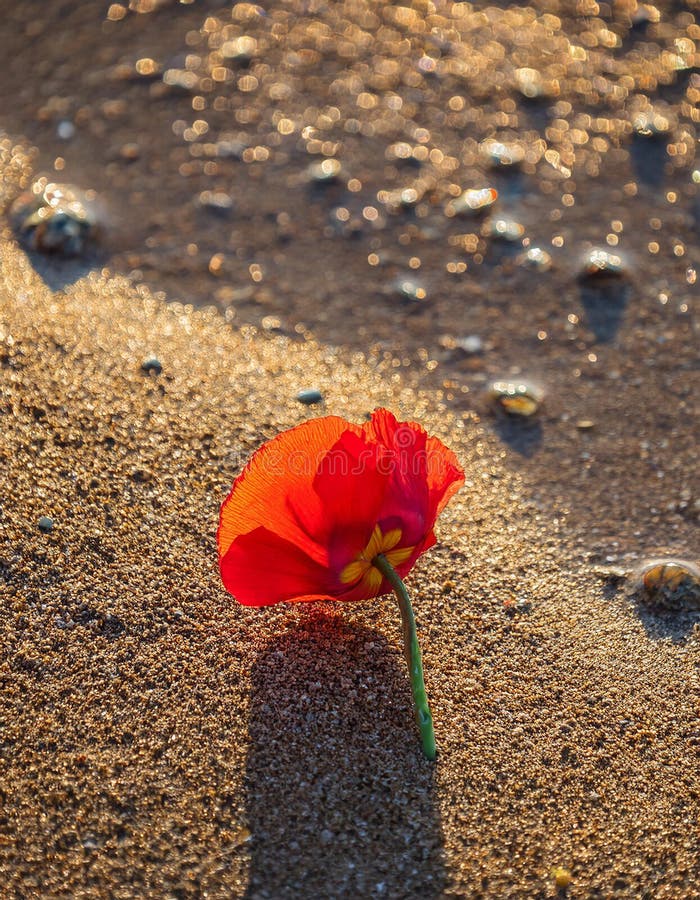 Poppy Flower on the Beach in the Early Spring Morning. Warm Sunlight ...