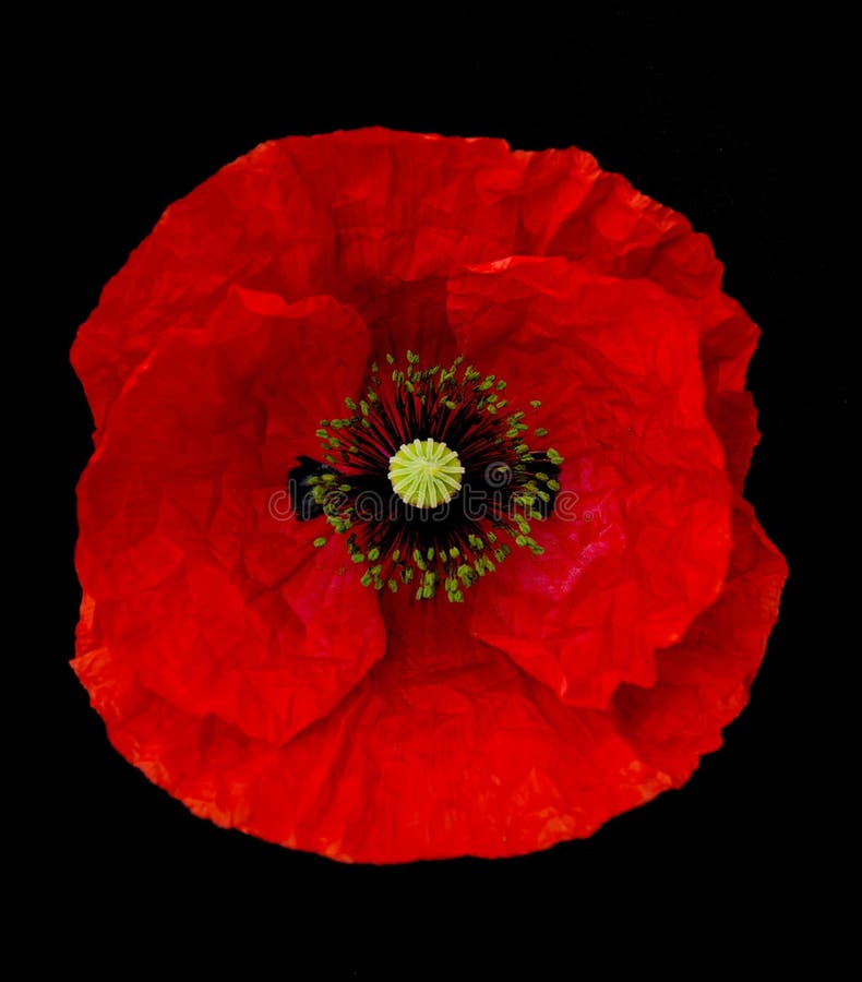 Poppy Flower on a Black Background Stock Image - Image of pretty, poppy ...