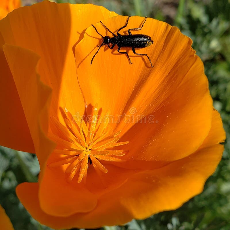 Poppy flower stock photo. Image of poppy, nectar, blister - 114510408