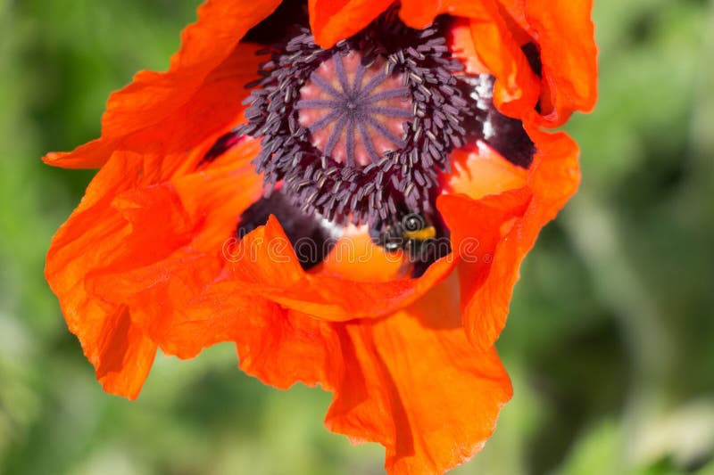 Poppy Flower in Bloom with Blurred Green Grass on Background Stock ...