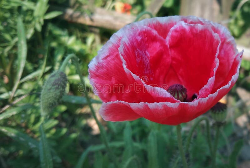 Poppy Flower Blooming in Garden, Common Poppy Flower Macro Closeup ...