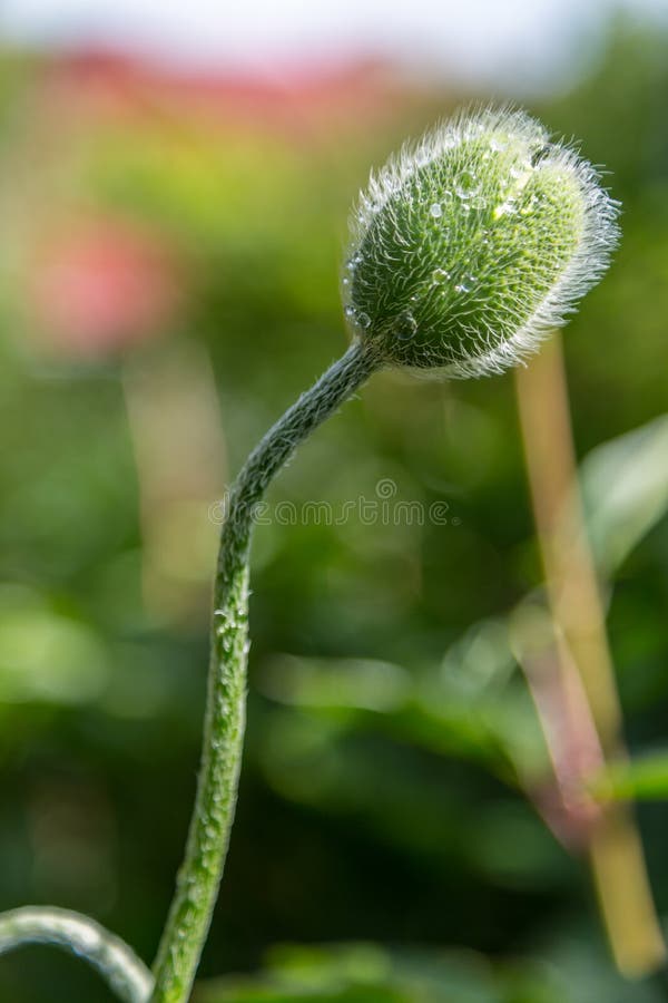 Poppy flower with bud stock image. Image of botanical - 95095345