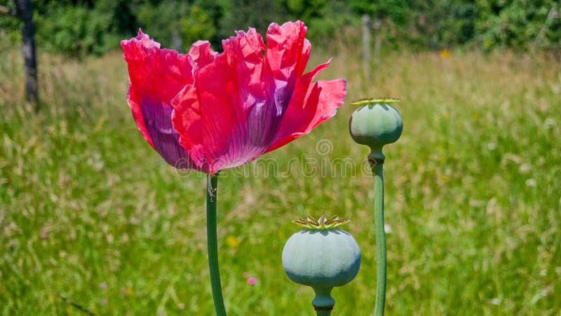 Poppy Flower with Buds in the Garden Stock Photo - Image of poppy ...