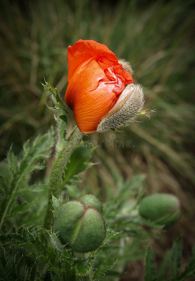 Half Open Poppy Flower Stock Photos - Free & Royalty-Free Stock Photos ...