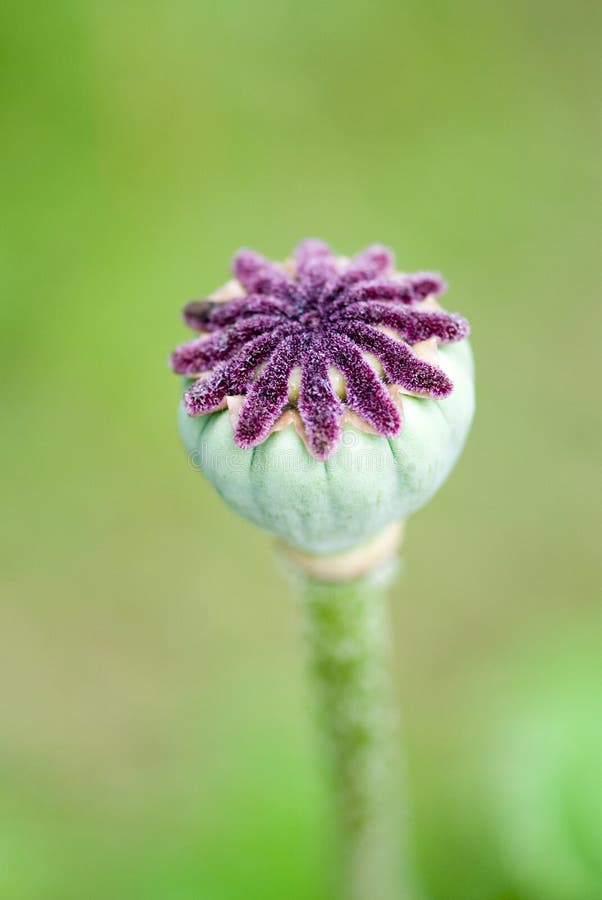Poppy flower capsule stock image. Image of plant, summer - 5482601