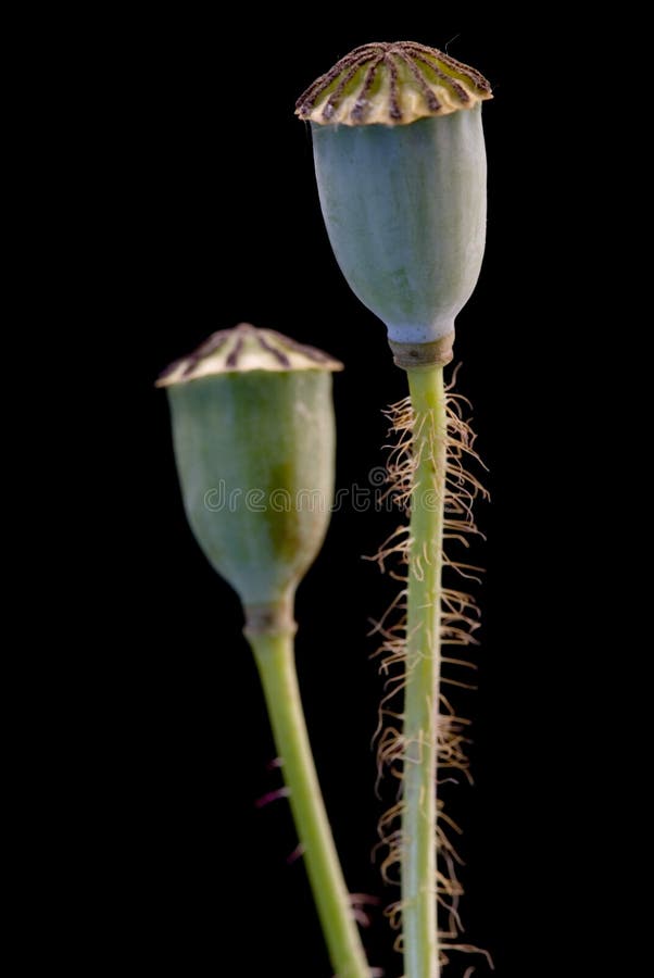 Poppy flower capsule stock photo. Image of drug, closeup - 5651174