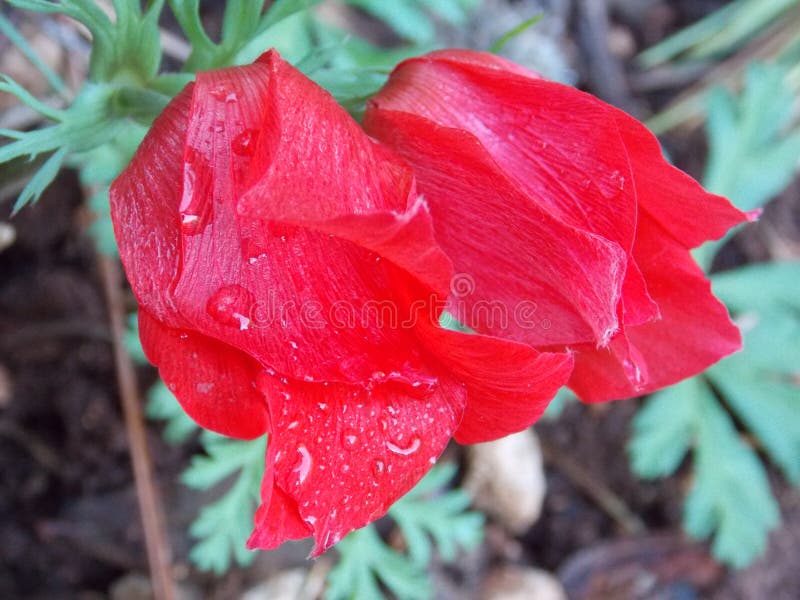 Poppy Flower Carrying Tiny Droplets of Water Stock Photo - Image of ...