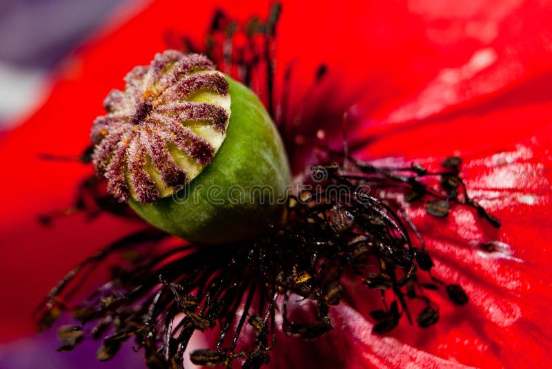 Poppy Flower Close-up Inside Stock Image - Image of flower, garden ...